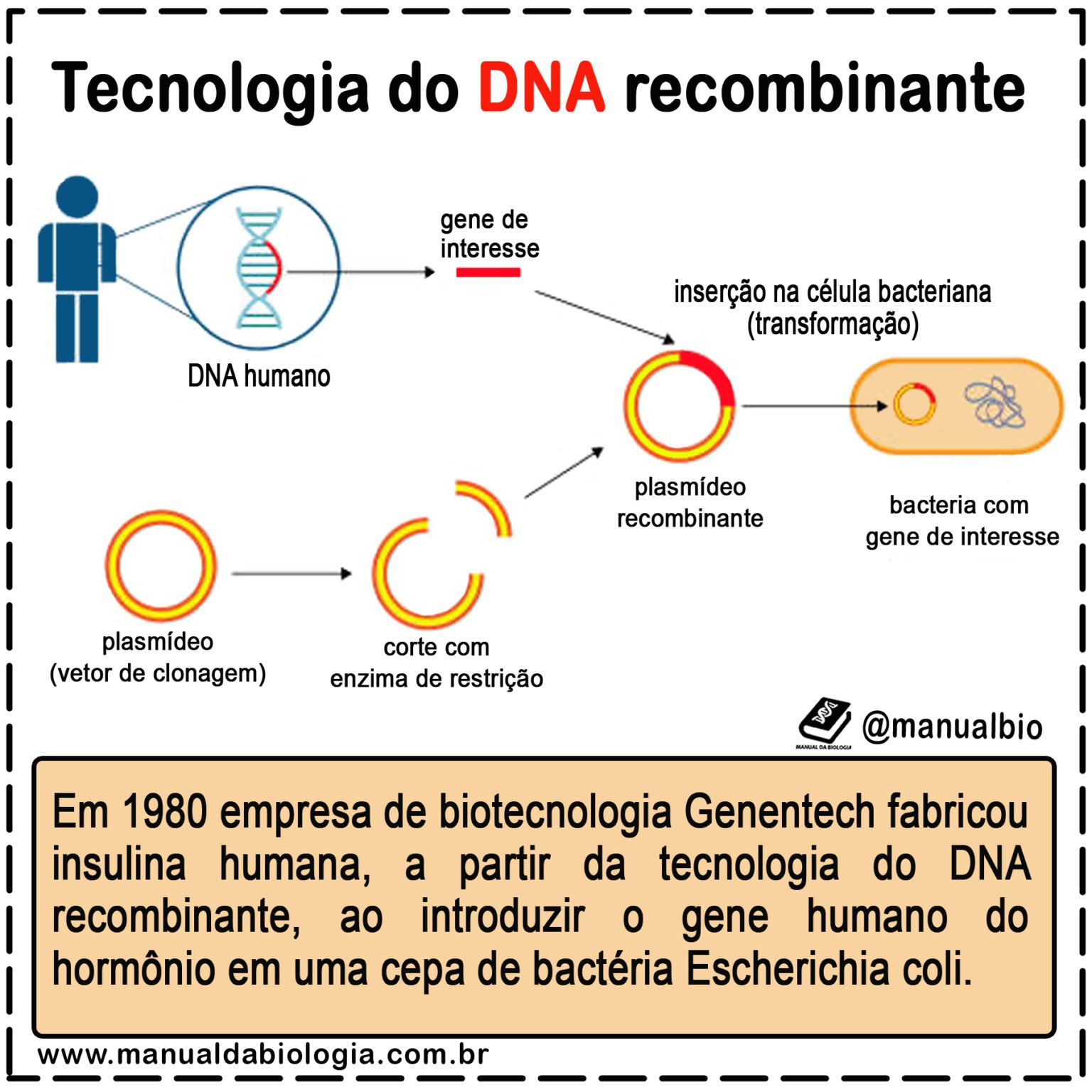 CADEIA ALIMENTAR E BIOACUMULAÇÃO - Manual da Biologia