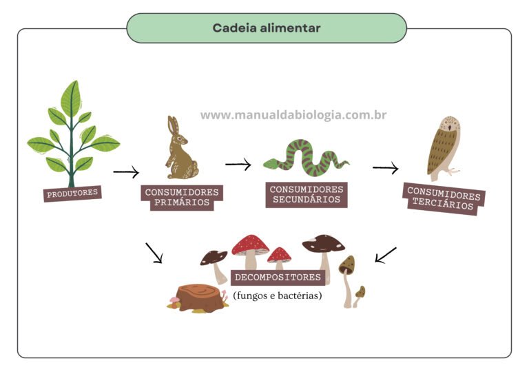 Cadeia alimentar: entenda sua importância no ecossistema